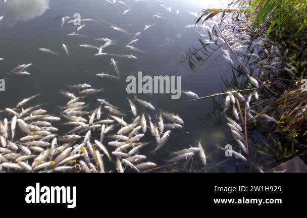 Polluted Water and Dead Fish / Fish poisoning caused by discharge of ...