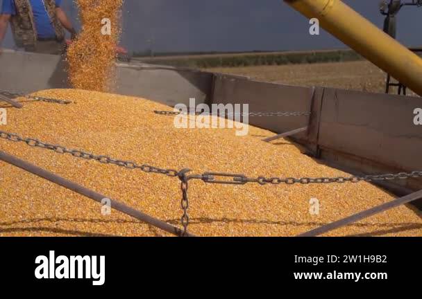 Combine harvester corn Stock Videos & Footage - HD and 4K Video Clips ...
