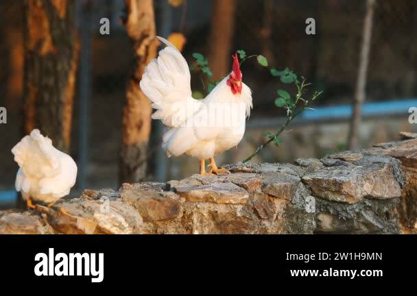 Brown bantam chicken Stock Videos & Footage - HD and 4K Video Clips - Alamy