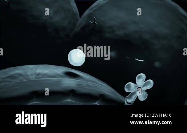 Insulin, molecule, mechanism of action of insulin, glucose, Human ...