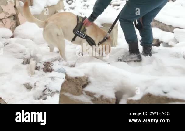 Rescuers searching Stock Videos & Footage - HD and 4K Video Clips - Alamy