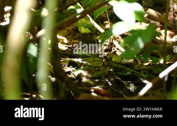 Insect death Stock Videos & Footage - HD and 4K Video Clips - Alamy