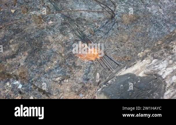 Grass fire burn dry foliage and Fiber optics wires. Destruction ...