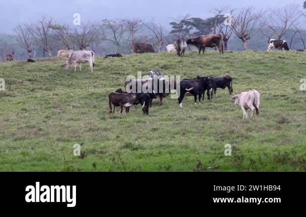 Grazing land for cattle Stock Videos & Footage - HD and 4K Video Clips ...