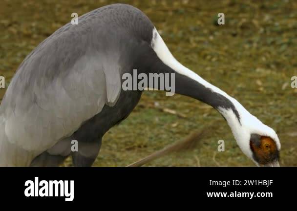 Crane feet Stock Videos & Footage - HD and 4K Video Clips - Alamy