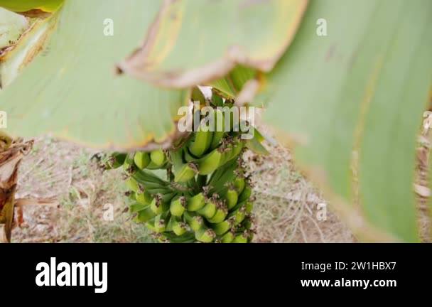 Bundles of bananas growing on a tree. Banana tree with a bunch of green ...