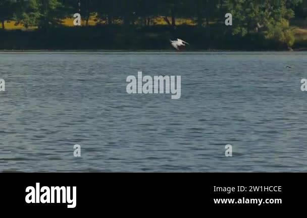 Tern flying low over water filled with other birds on sandy bank Stock ...