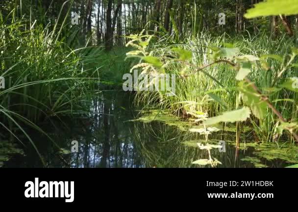 Natural wetland with the plants in water. Concept of nature, ecology ...
