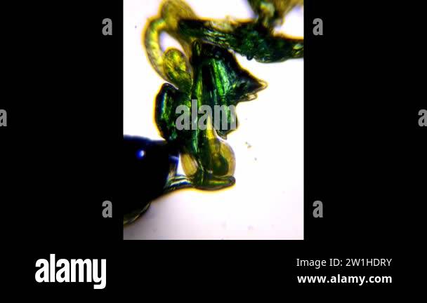 View in microscopy cell membrane of green plant background for biology ...