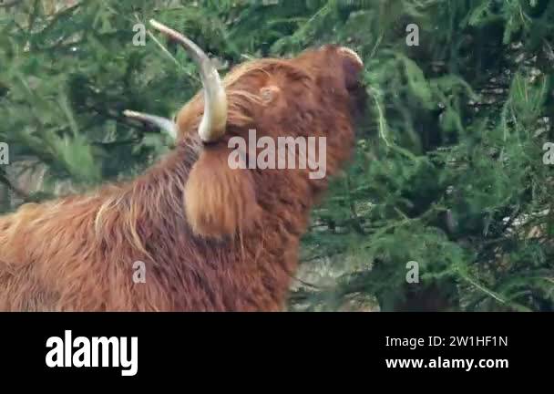 Animal eating plant Stock Videos & Footage - HD and 4K Video Clips - Alamy