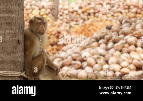 Cute monkey worker rest from coconut harvest collecting. The use of ...