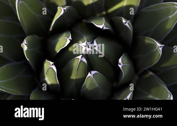 Geometric patterns in nature Stock Videos & Footage - HD and 4K Video ...