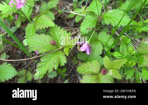 Nagoonberry Stock Videos & Footage - HD and 4K Video Clips - Alamy