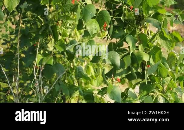 Beautiful blooming plants of kidney bean with Red flowers in homemade ...