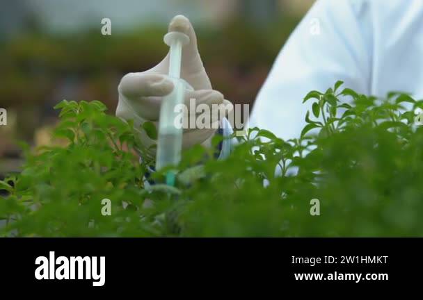 Lab expert spraying chemical liquid plant pot by syringe, ecological ...