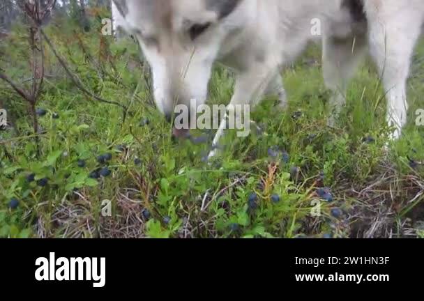 Siberian berries Stock Videos & Footage - HD and 4K Video Clips - Alamy