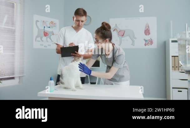 Woman vet hands writing Stock Videos & Footage - HD and 4K Video Clips ...