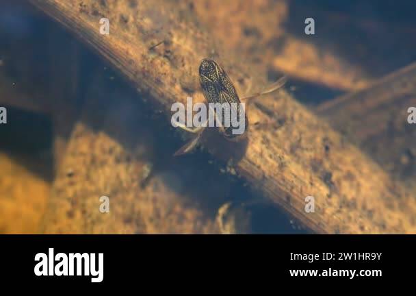 Sigara striata, Hesperocorixa, Corixidae is of aquatic insects in order ...