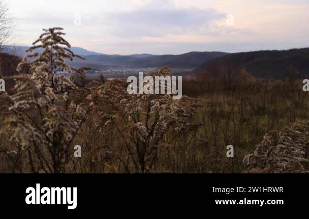 Scotland flora Stock Videos & Footage - HD and 4K Video Clips - Alamy