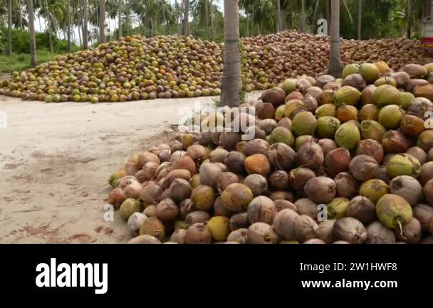 Coconut farm with nuts ready for oil and pulp production. Large piles ...