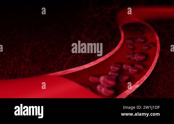 Human circulatory system. 3D loop animation of human blood vessel with ...