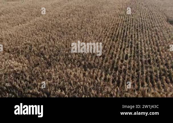 Corn Harvest. Corn Field. Agriculture Corn Farm Harvest. Golden Corn ...