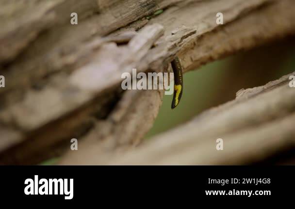 Crawling tree Stock Videos & Footage - HD and 4K Video Clips - Alamy