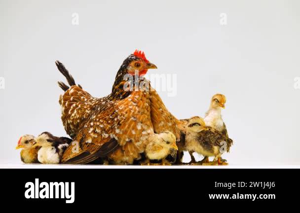 Hen and her chicks isolated on a white screen Stock Video Footage - Alamy