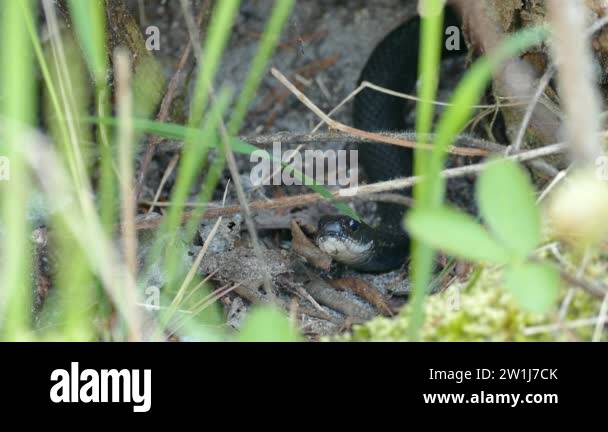 Garter snake on forest Stock Videos & Footage - HD and 4K Video Clips ...