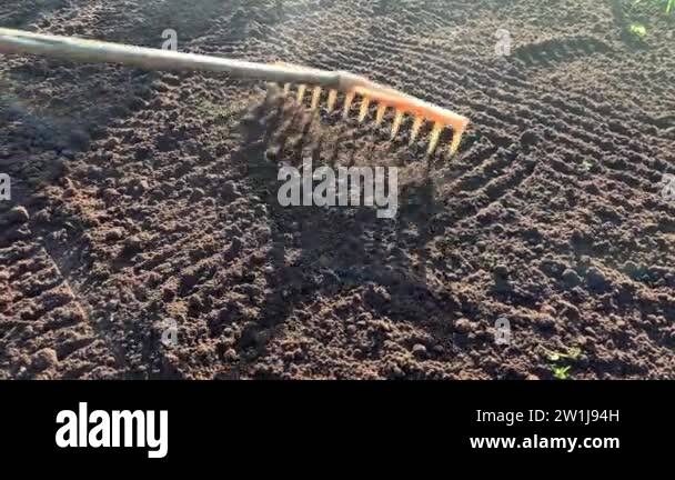 Gardener grading out soil with a rake. Unrecognizable person's hands ...