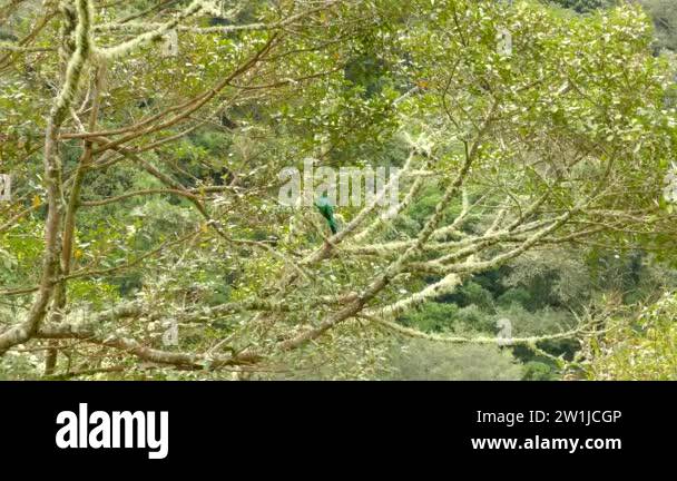 Costa rican colors Stock Videos & Footage - HD and 4K Video Clips - Alamy