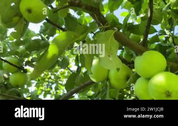 Organic tree full apple trees Stock Videos & Footage - HD and 4K Video ...