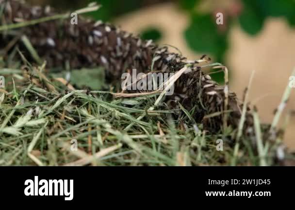 Queens of ants. Winged ants swarming from the nest in preparation for ...