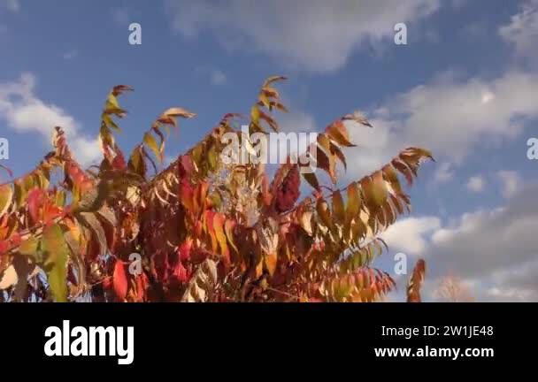 Autumn leaves of sumac tree (Lat. Rhus typhina) or sumac reindeerium, vinegar tree, Virginia ...