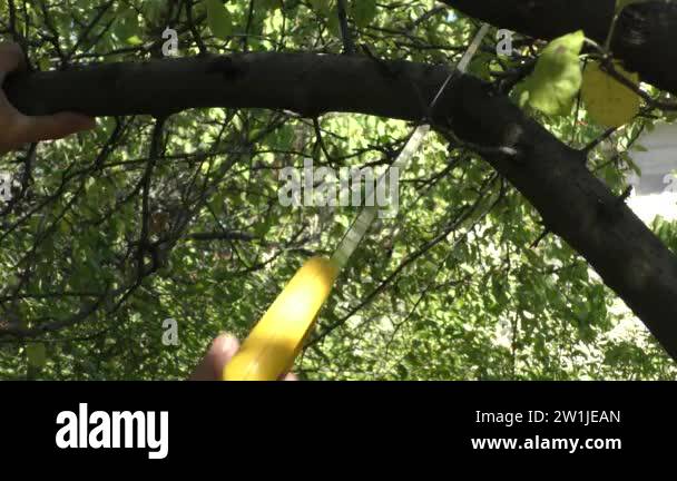 Gardener's hands small saws sawing a branch of a fruit tree in the garden, pruning trees and ...