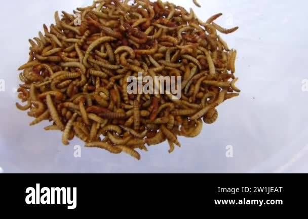 Crunchy insects Stock Videos & Footage - HD and 4K Video Clips - Alamy