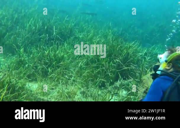 Underwater video of fresh water Gar fish in Rainbow River outside of ...