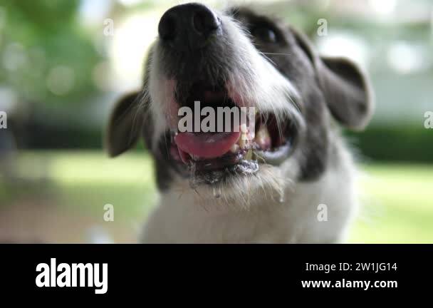 Drooling dog Stock Videos & Footage - HD and 4K Video Clips - Alamy