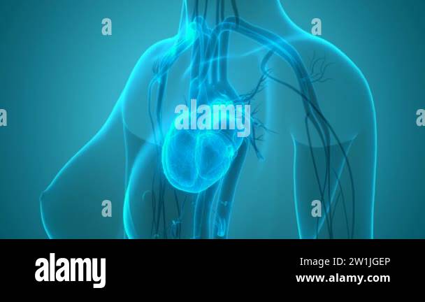 Infographic circulatory system human Stock Videos & Footage - HD and 4K ...