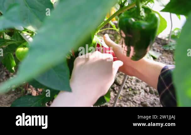 Hand farmer picking pepper bell Stock Videos & Footage - HD and 4K ...