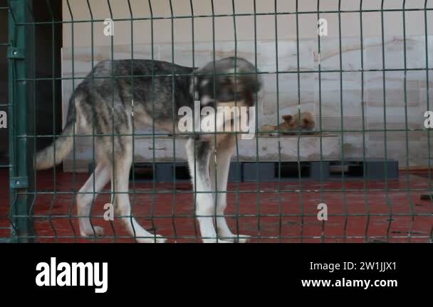 Derelict shelter Stock Videos & Footage - HD and 4K Video Clips - Alamy