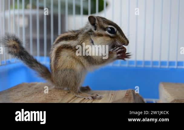 Chipmunk home Stock Videos & Footage - HD and 4K Video Clips - Alamy
