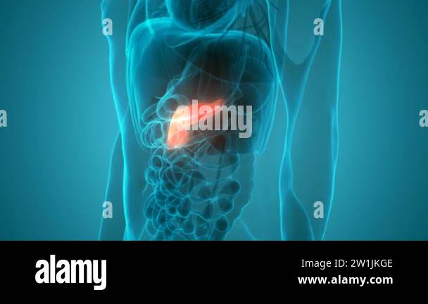 Human Internal Organs Pancreas with Gallbladder Anatomy. 3D Stock Video ...