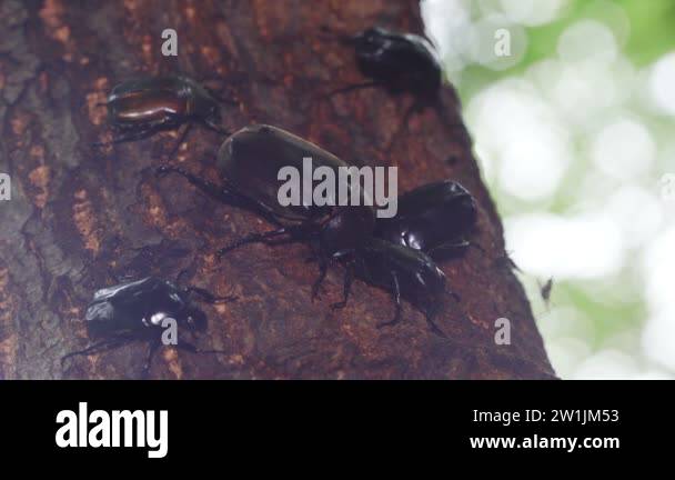 Sap feeding insects Stock Videos & Footage - HD and 4K Video Clips - Alamy