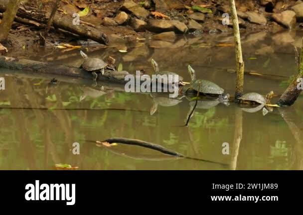 Turtle pushing another while many rest on branch in body of water Stock ...