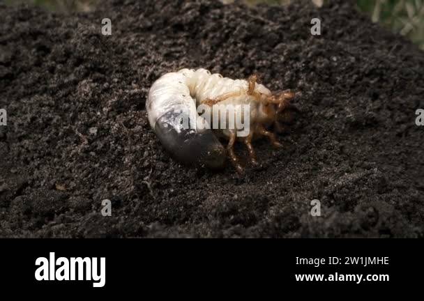 Metamorphosis in nature Stock Videos & Footage - HD and 4K Video Clips ...