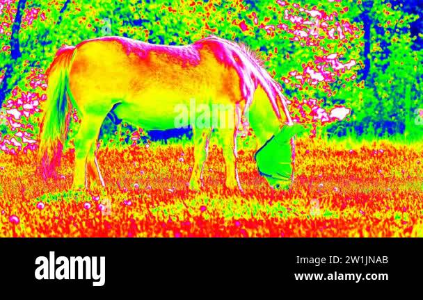 Thermography camera Stock Videos & Footage - HD and 4K Video Clips - Alamy