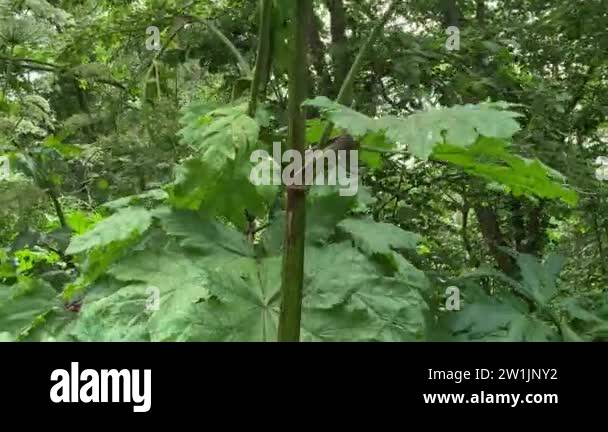 A huge leaves and umbrellas of poisonous toxic hogweed, cow parsnip ...