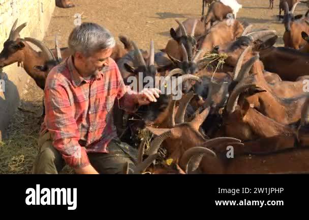 Goat Farm Owner Sitting and Feeding Goats. Happy Farmer With Goats at ...
