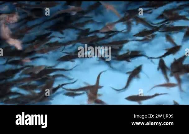 Rare fish Stock Videos & Footage - HD and 4K Video Clips - Alamy
